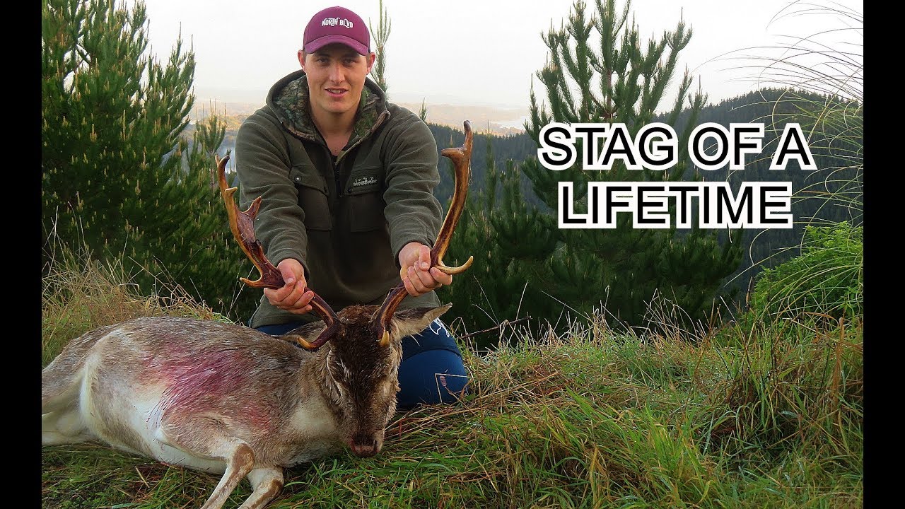 New Zealand Fallow Trophy Buck ( STAG OF A LIFETIME) - YouTube