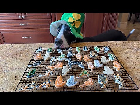 St Patrick’s Day Great Dane Samples Decorated Cat Cookies - YouTube