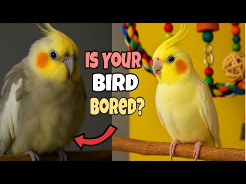 5 Clear Signs Your Bird is Bored 🚫