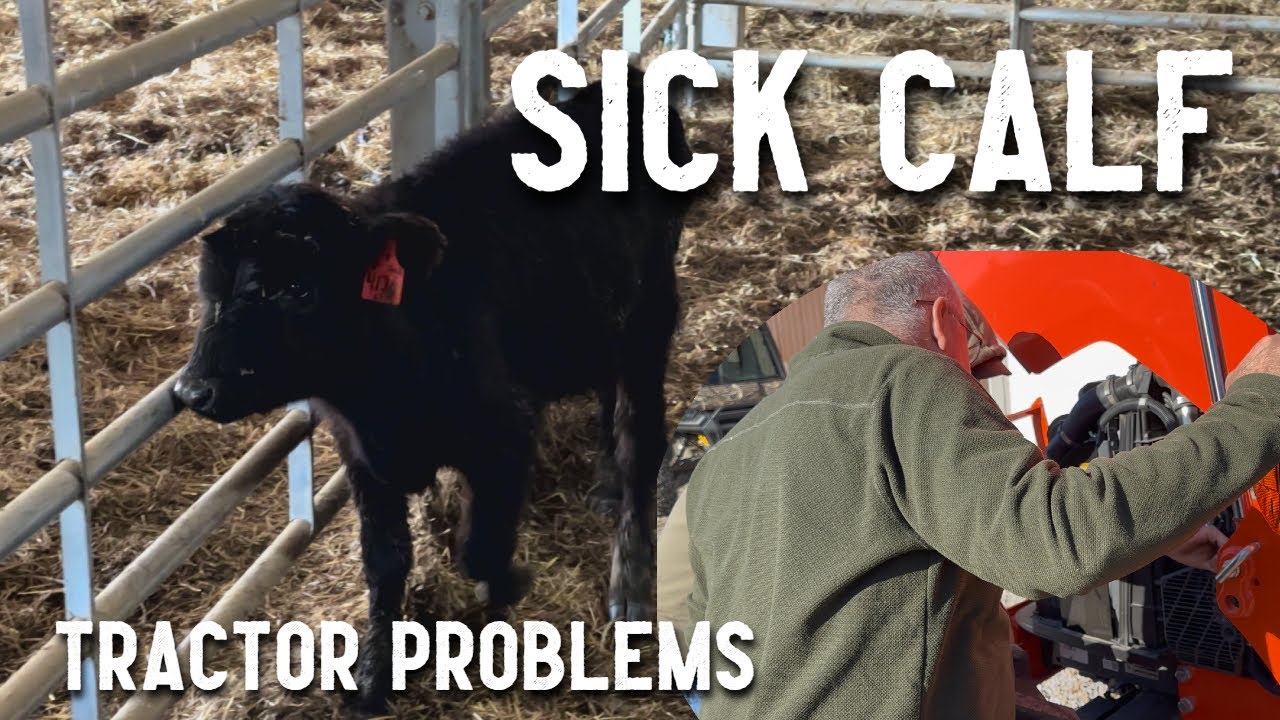 A Day In the Life (Sick Calves, Broken Tractor) - YouTube