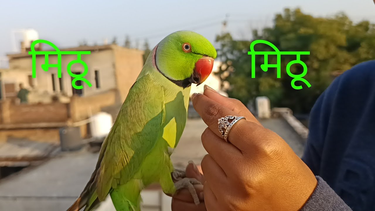 Mithu Mithu Ringneck Parrot Talking Video 🦜 - YouTube