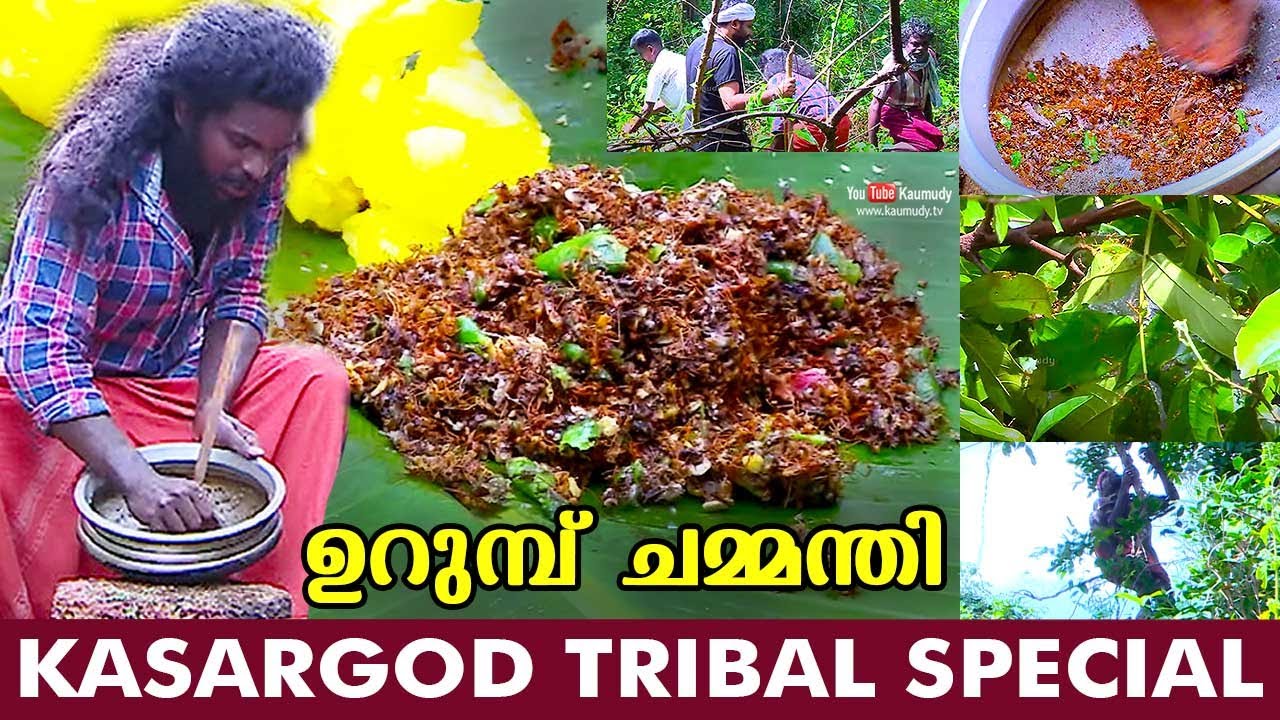 ഉറുമ്പ് ചമ്മന്തി | Urumbu Chammanthi | Ant Chutney | Kasargod Tribal ...