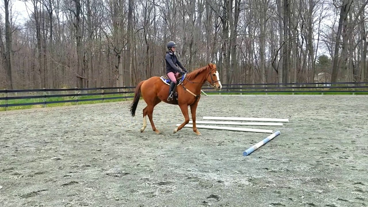 Best Yes, walk trot - YouTube