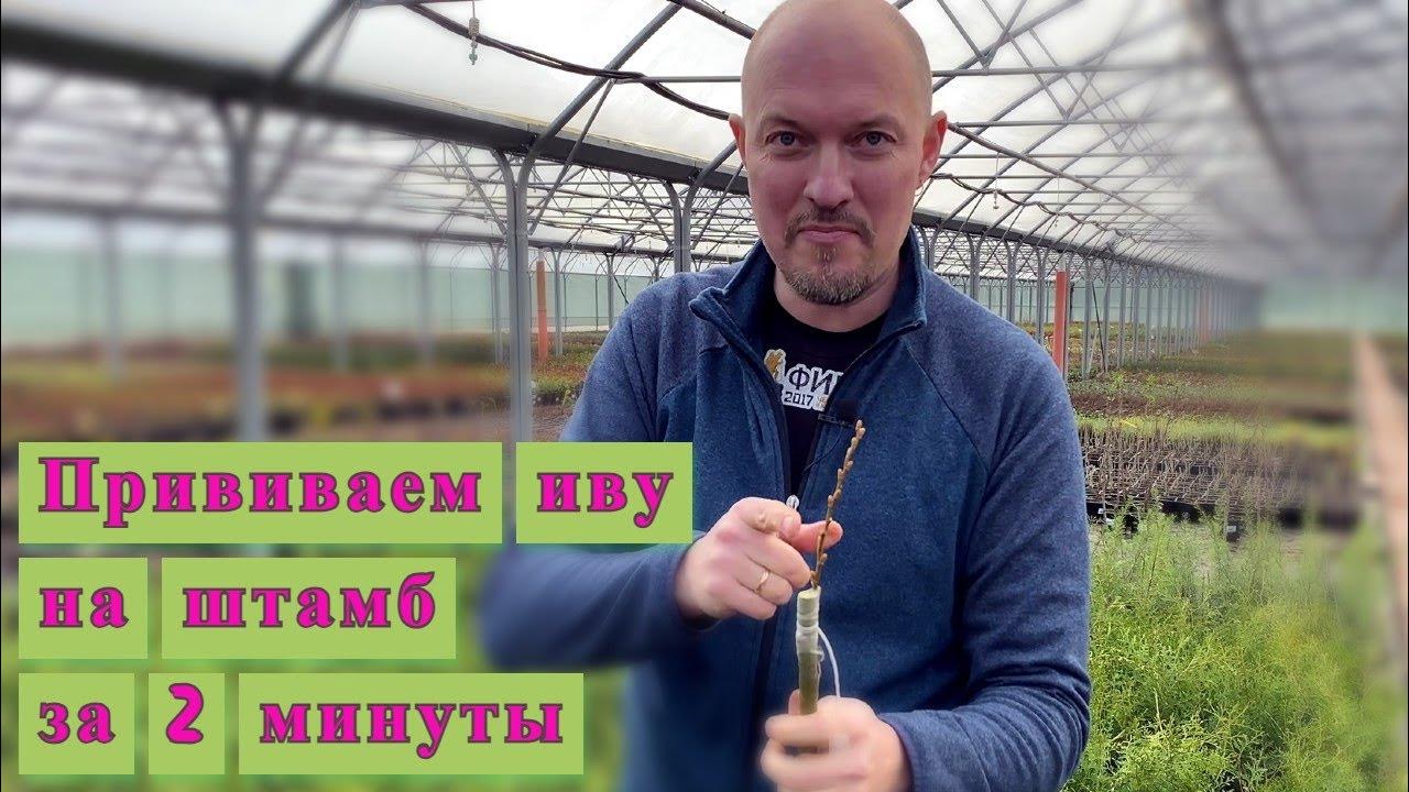 Прививка ивы на штамб за 2 минуты - YouTube
