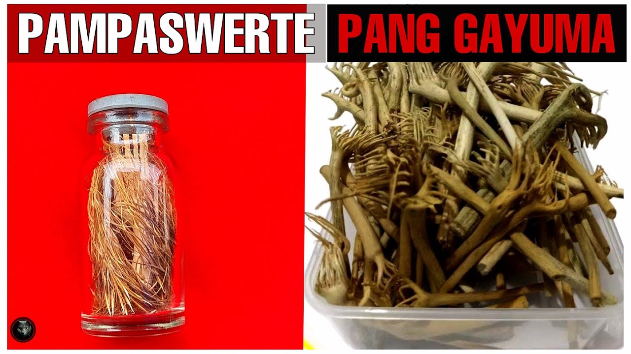 Bhes Tv; MABISANG PANG GAYUMA AT PAMPASWERTE ANG KAHOY NG TAGUPAYPAY ...