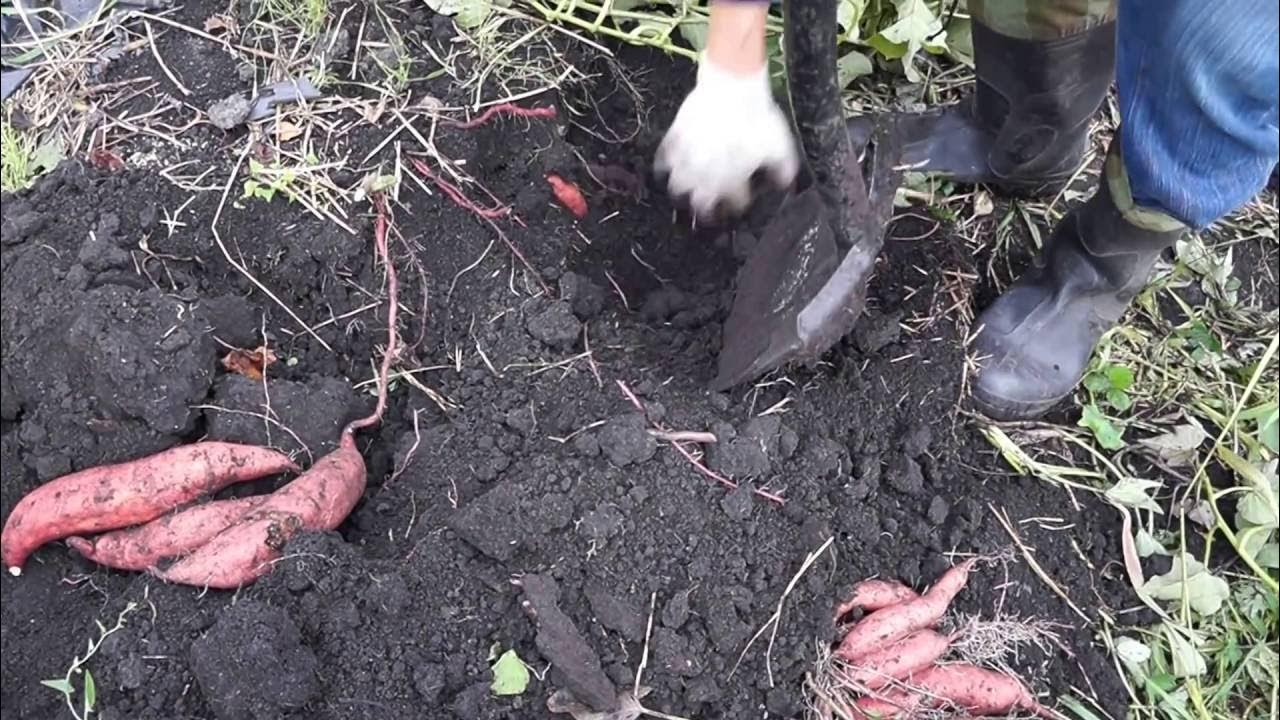 Копаем батат. Борегард - YouTube