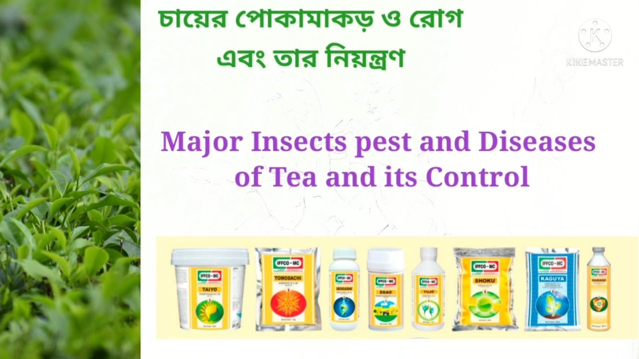 Tea Insect pest Disease and its control চা চাষের পোকামাকড় ও তার ...