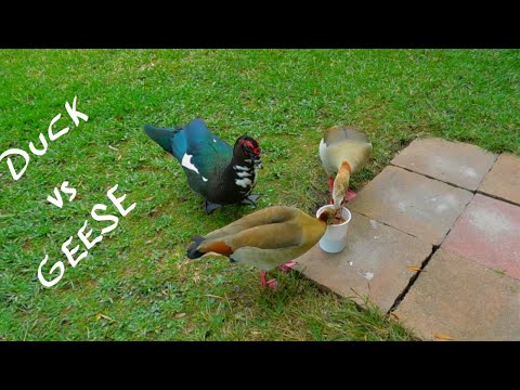 Eating time | Egyptian Geese vs. Muscovy Duck // Ganso del Nilo vs Pato ...