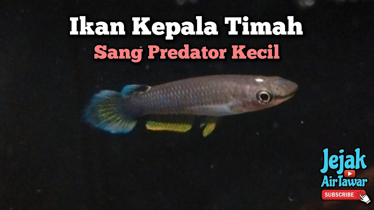 Info ikan kepala timah - YouTube