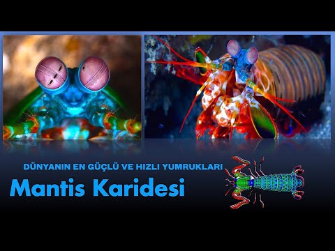 Mantis Karidesi (Dünyanın En Güçlü ve Hızlı Yumrukları)