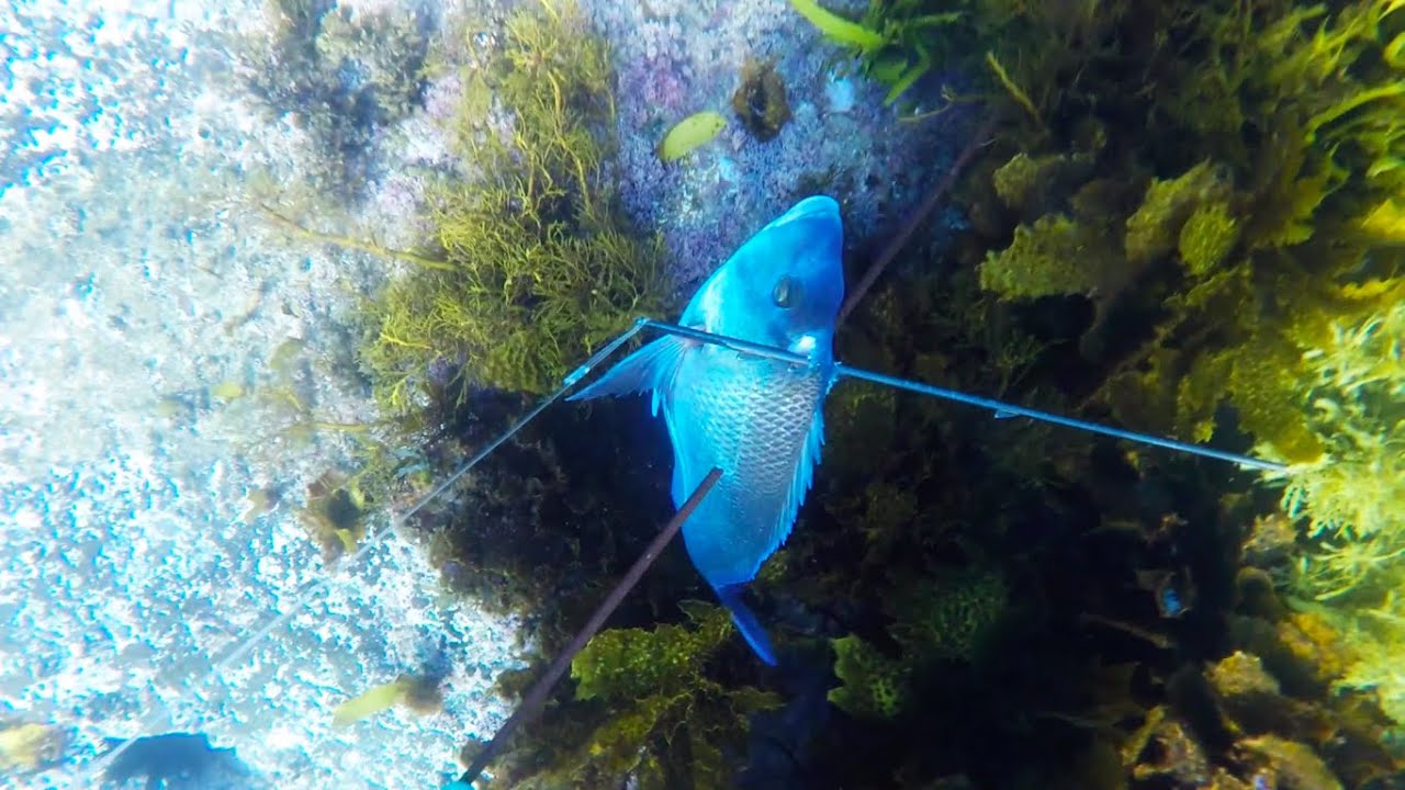 Spearfishing Vol 4 - Blue Morwong, Southern Calamari + More! - YouTube
