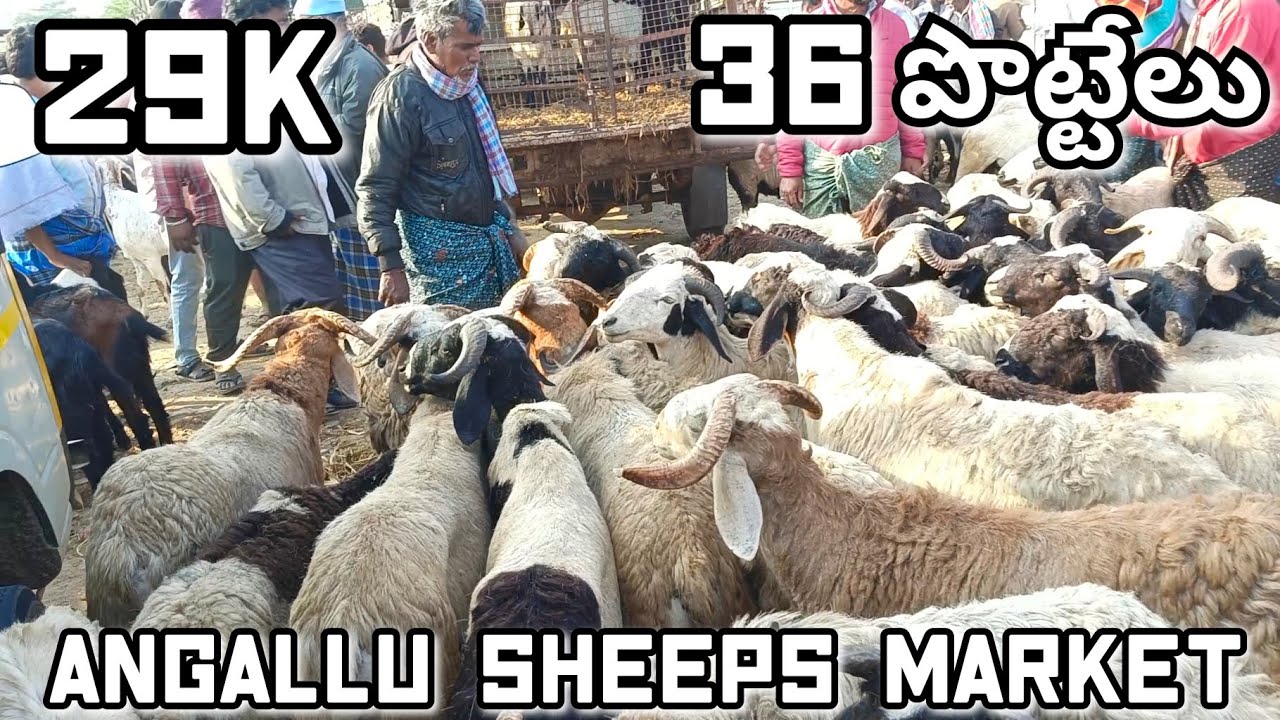 Angallu Sheeps Market Big Sheeps 🐏🐏😱 - YouTube