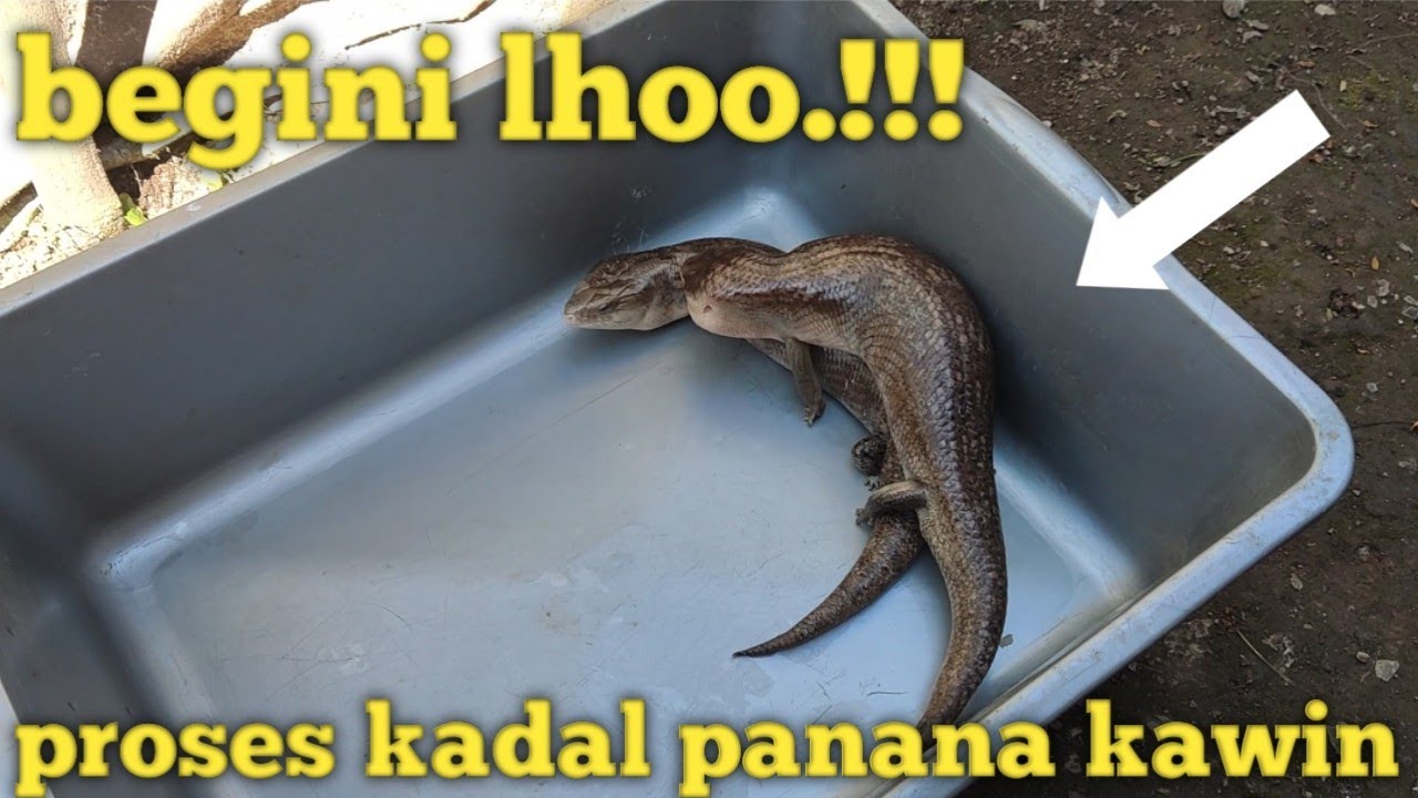 proses kadal panana kawin - YouTube