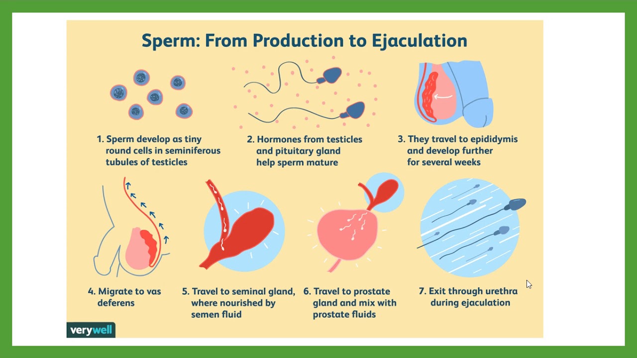 Male Reproductive System - YouTube