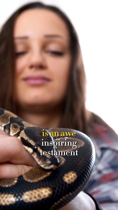 Pythons - The King of Snakes🐍😱 - YouTube