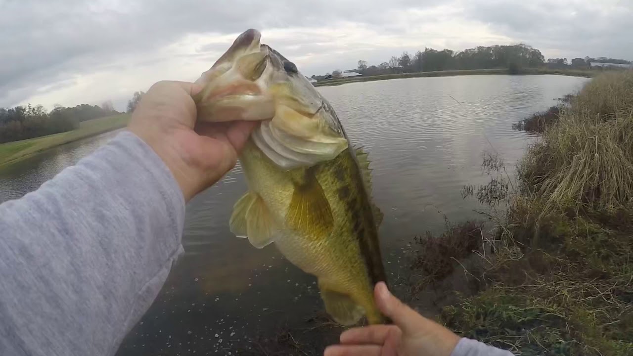 Bass fishing December w KVD caffeine shad - YouTube