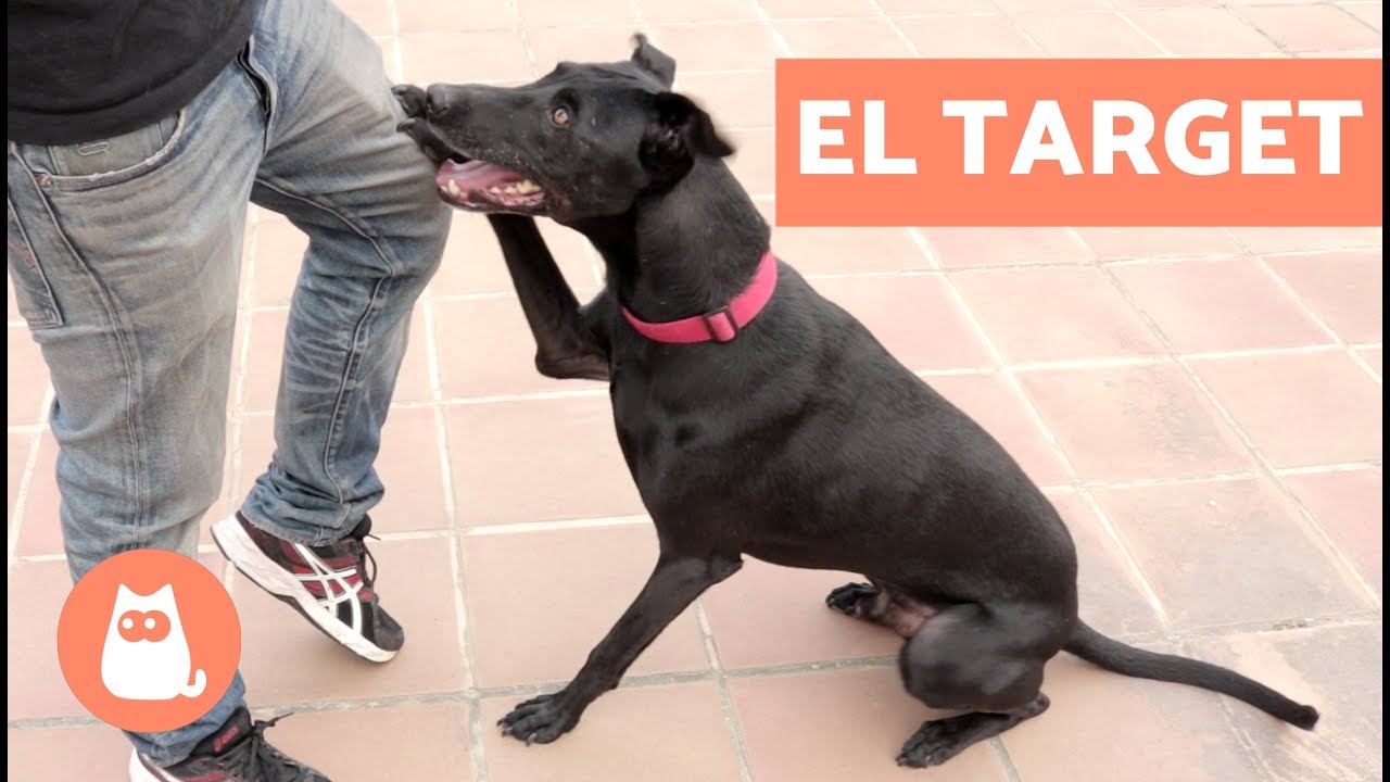 EL TARGET en el adiestramiento canino - YouTube