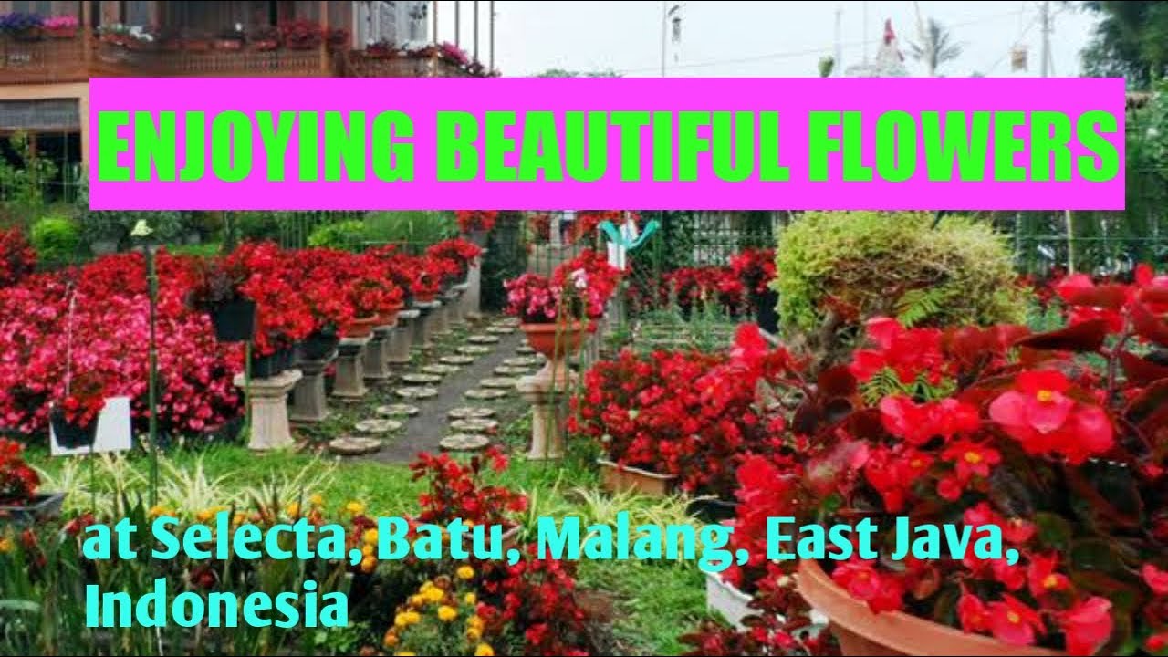 MENIKMATI INDAHNYA BUNGA BUNGA SELECTA - YouTube