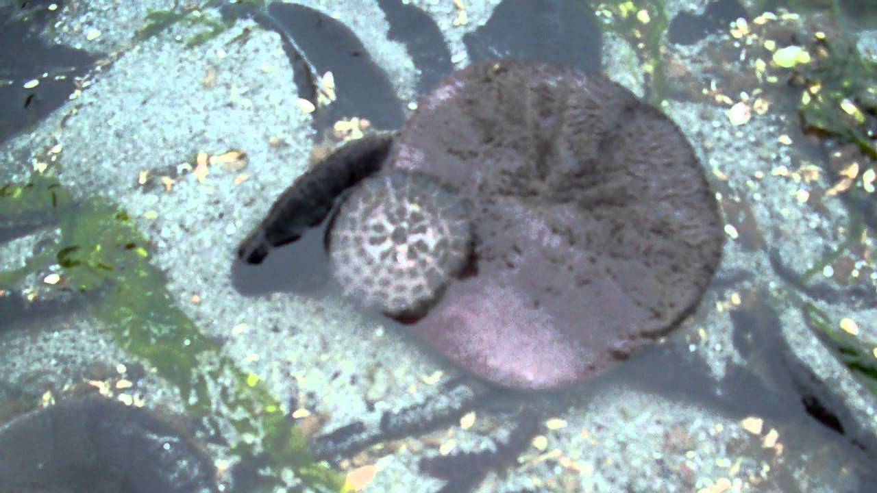 SAND DOLLARS MATING - YouTube