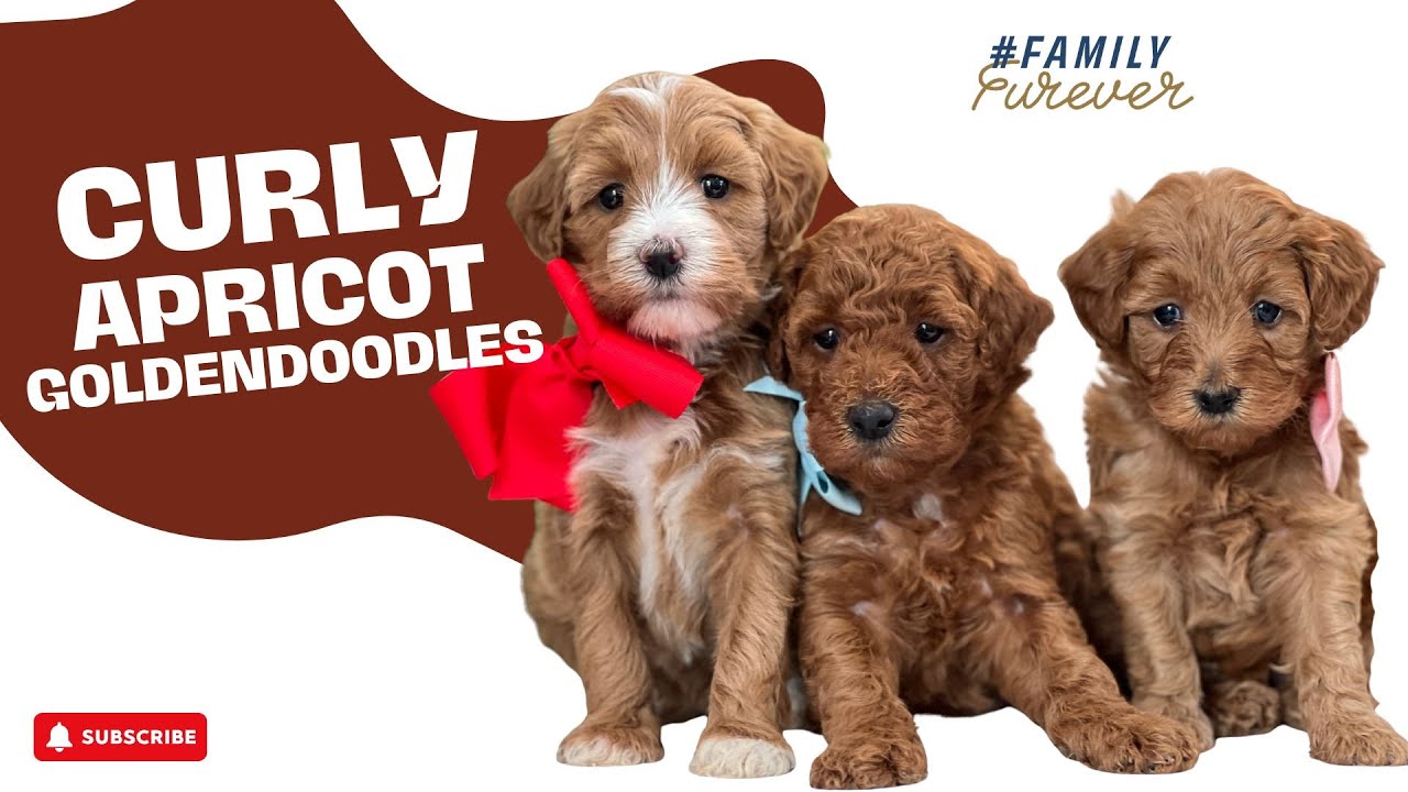 Rode Goldendoodles