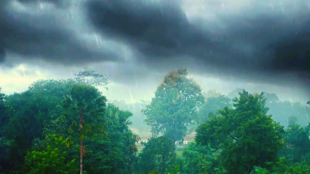 Rain and Thunder in the Forest and Trees Deep Sleep Relaxing Sound of ...