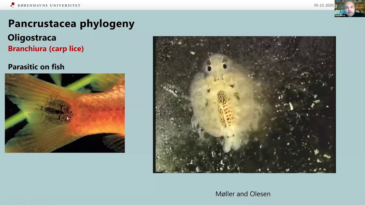 New light on crustacean evolution - phylogeny, larvae, and caves - OIMB ...