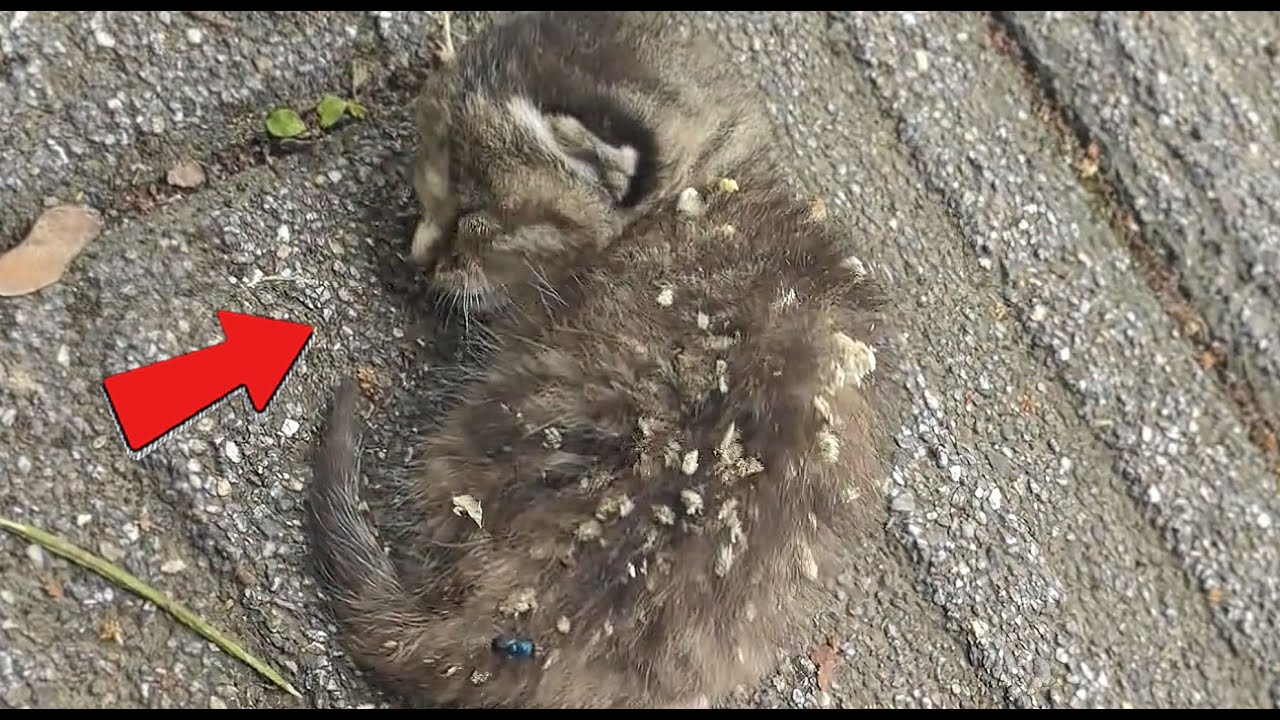 "I Defied the Vet to Save This Maggot-Infested Kitten..."#animals # ...
