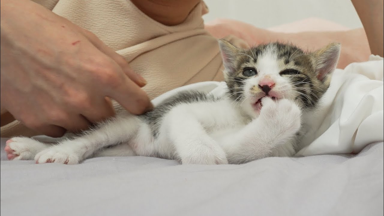 A Baby Kitten Wants to Groom his body Well, but it's still difficult ...
