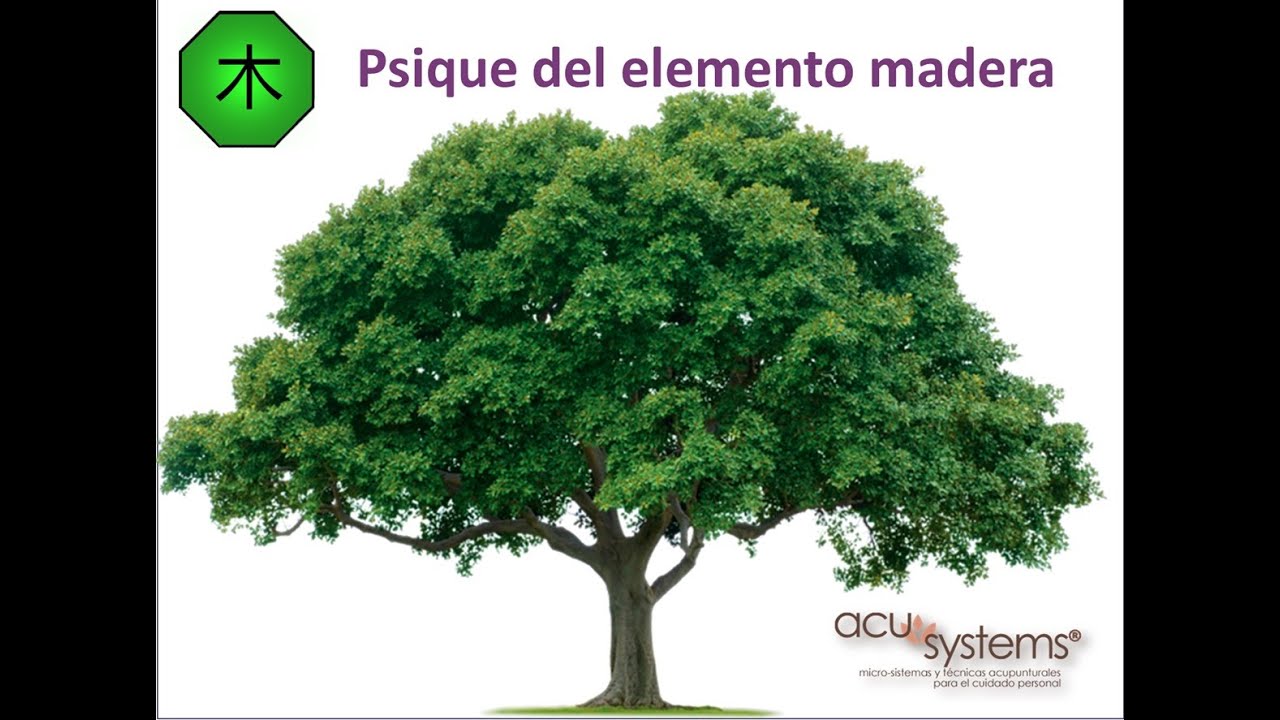 Psique del elemento madera - YouTube