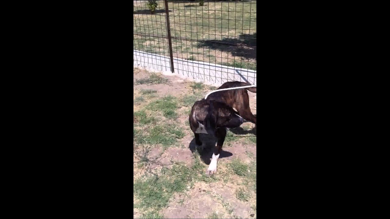 Boxer tigrato in regalo a Siracusa - YouTube