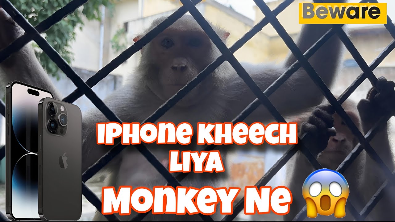 Monkey Scam 😱 | Phone Kheech Liya 🤣 | #vlog #vifilms - YouTube