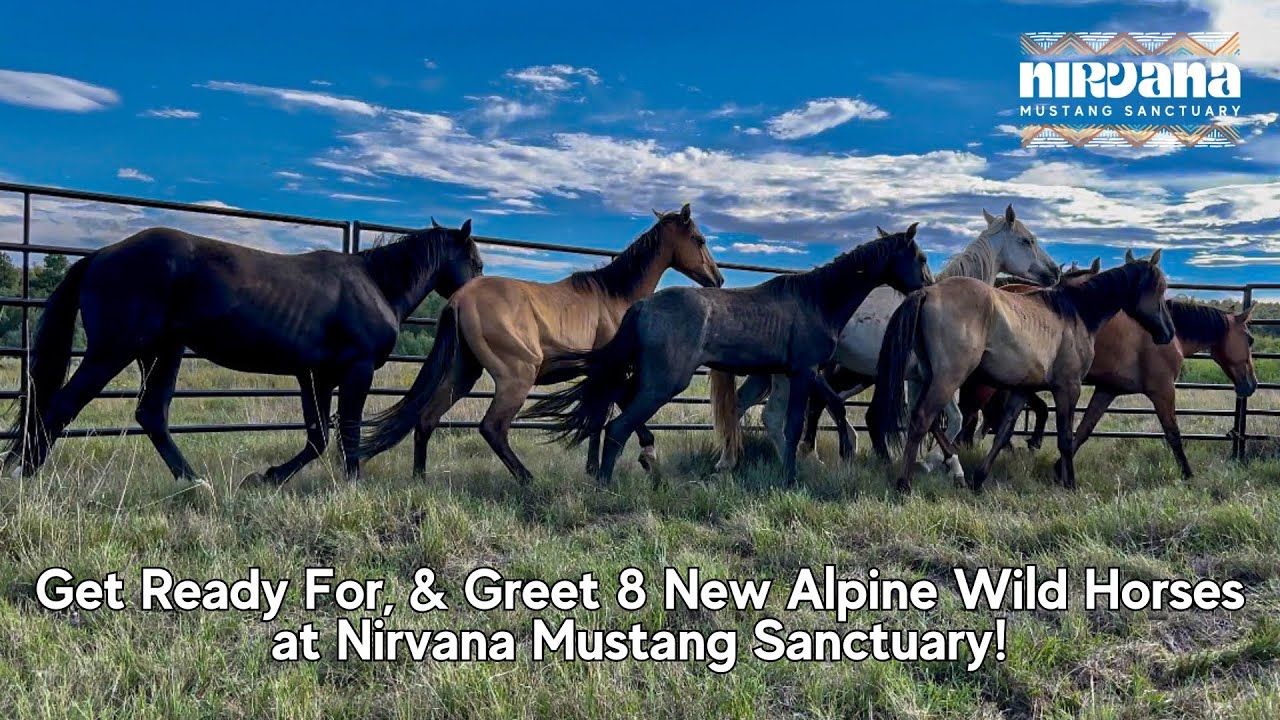 Get Ready For & Greet 8 New Alpine Wild Horses at Nirvana Mustang ...