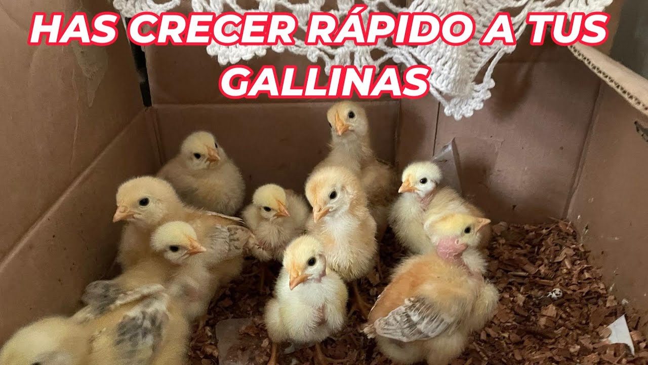 Como hacer crecer rápido a tus pollitos en 15 días - YouTube