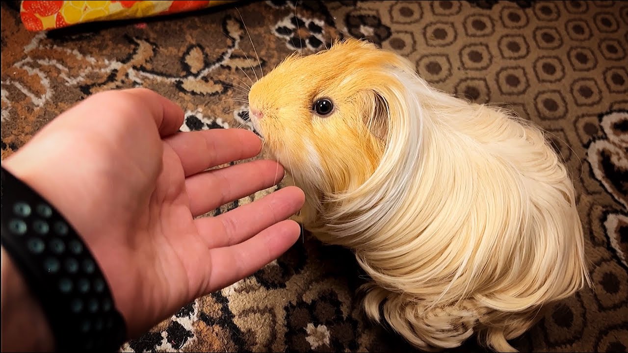 fluffy 🐹 Guinea pig of the silkie breed - YouTube