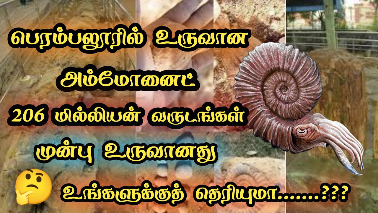Ammonite formed #perambalur district #fossils park sathanur #stone tree ...