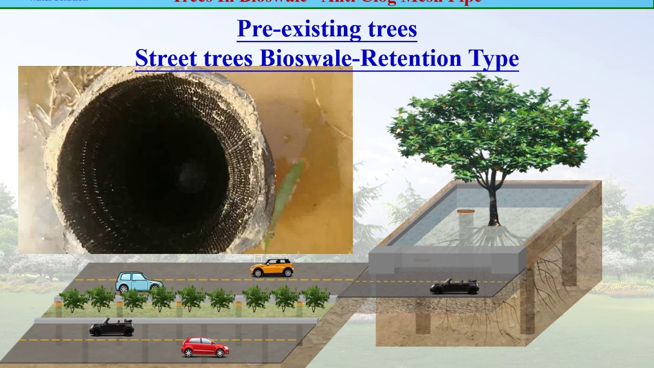 Trees In Bioswale Introduction mp4 - YouTube