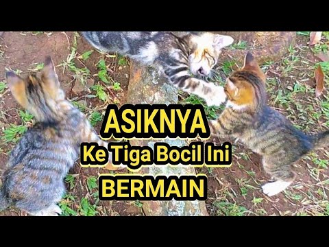 Kumpulan Video Keturunan Kucing Ras Dan Kucing Kampung Yang Lagi ...