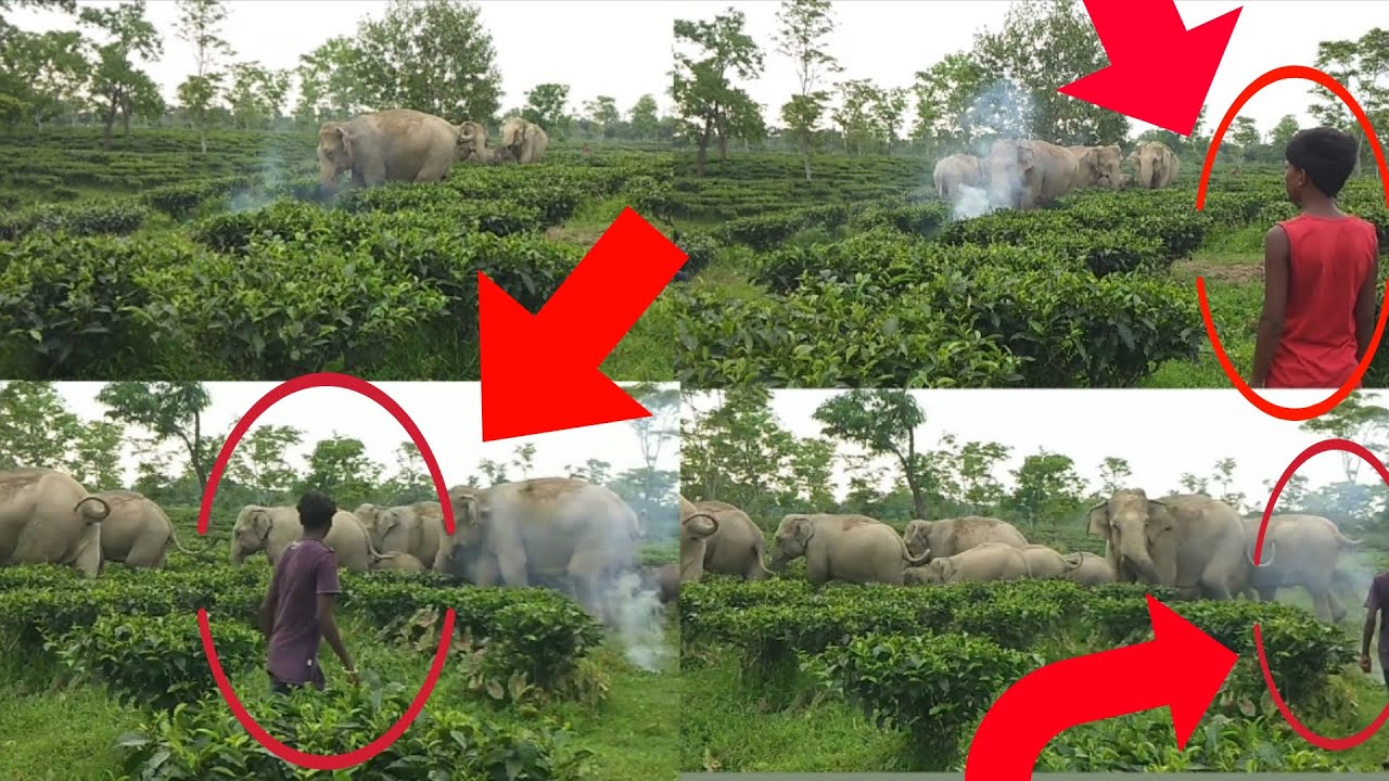 BAHUT DANGER ELEPHANT ATTACK THE HUMANS😱😱🙏#world #elephant #attack # ...