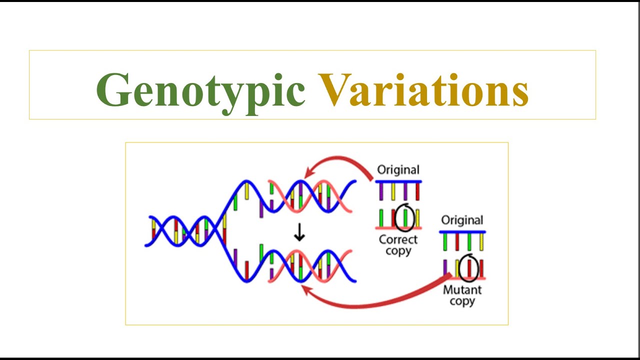 Genotypic variations - YouTube