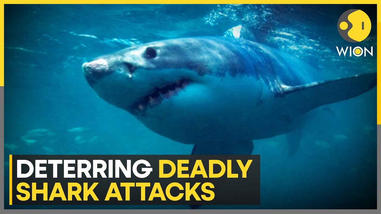 Deterring Deadly Shark Attacks: LED Lights Can Prevent Shark Encounters ...
