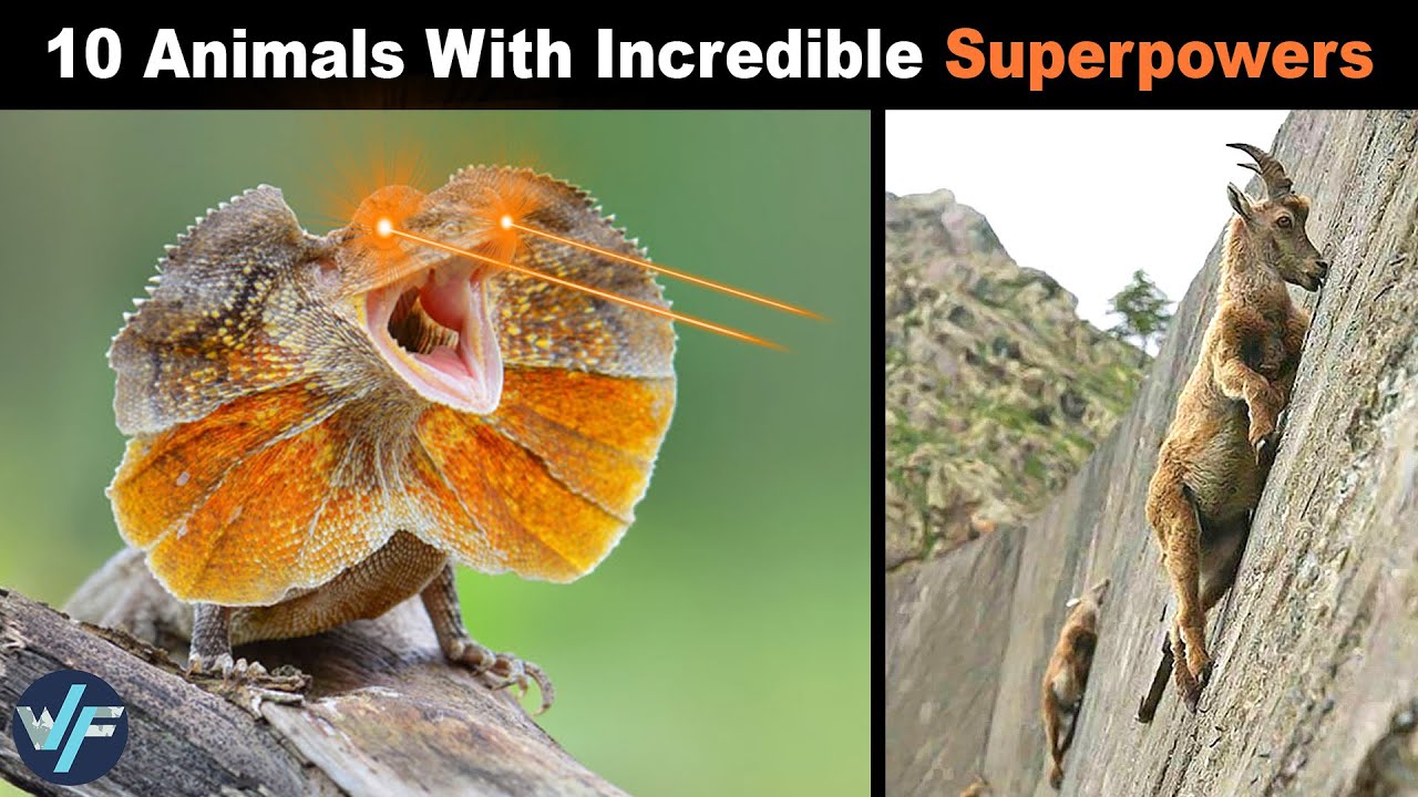 10 Animals With Superpowers - YouTube