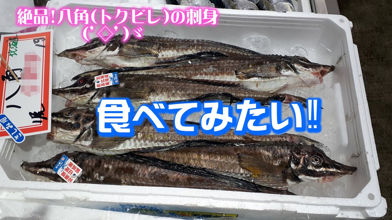 絶品!八角(トクビレ)の刺身🐟北海道産の珍魚を食らうExquisite! fish Hakkaku sashimi - YouTube