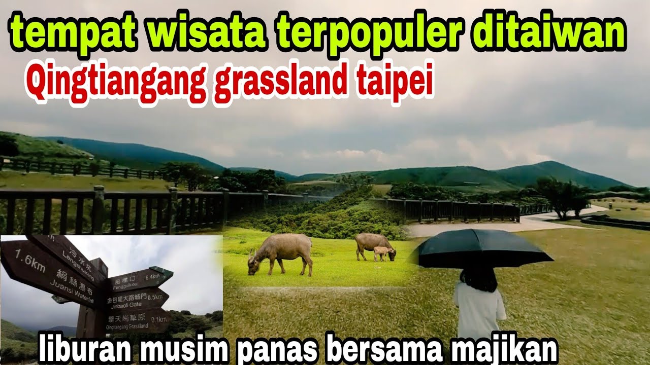 liburan musim panas || Qingtiangang grassland taiwan - YouTube