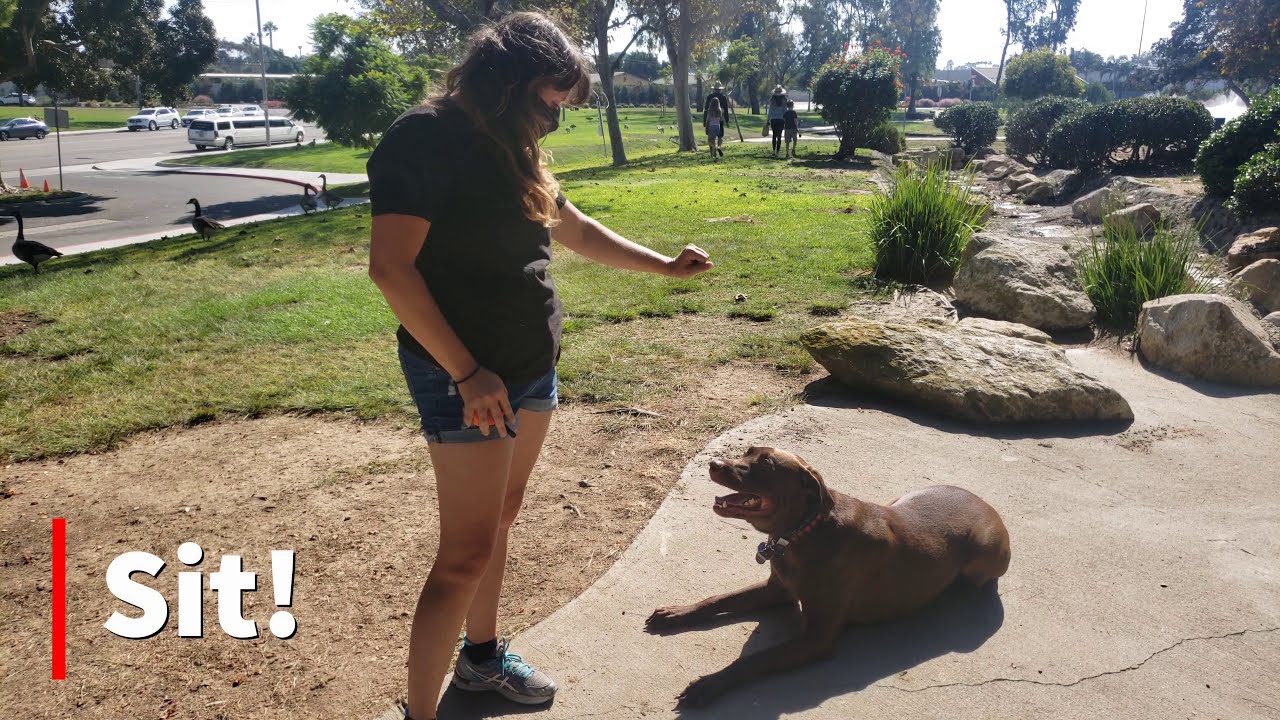 Labrador off leash dog training - Mister | Pomona, CA | OffLeash SoCal ...