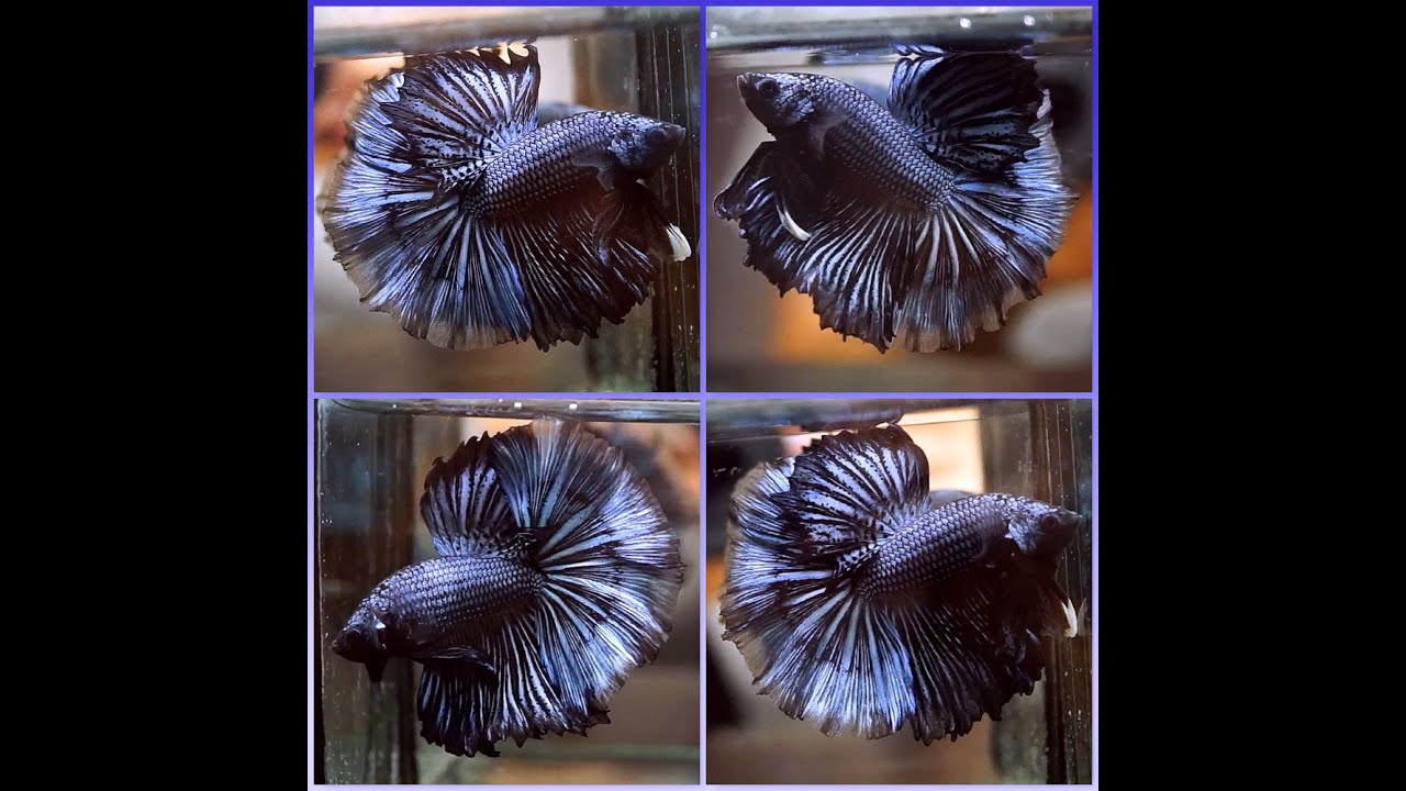 Betta Fish SPRUCE BLUE NAVY Rosetail Halfmoon Male P244 - YouTube