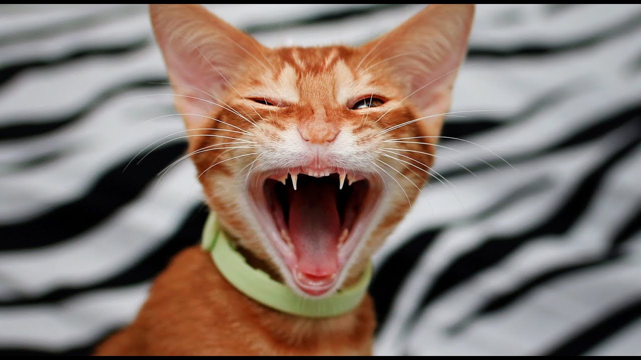 Funniest Dogs and 🔴 Cats - Awesome Funny Animals Videos 2020,gatos y ...