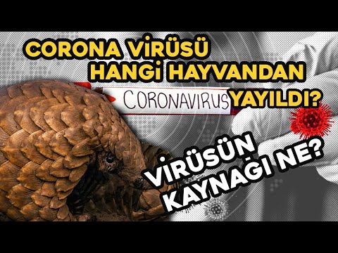 Koronavirüs'ü hangi hayvandan yayıldı? Virüsün kaynağı ne?
