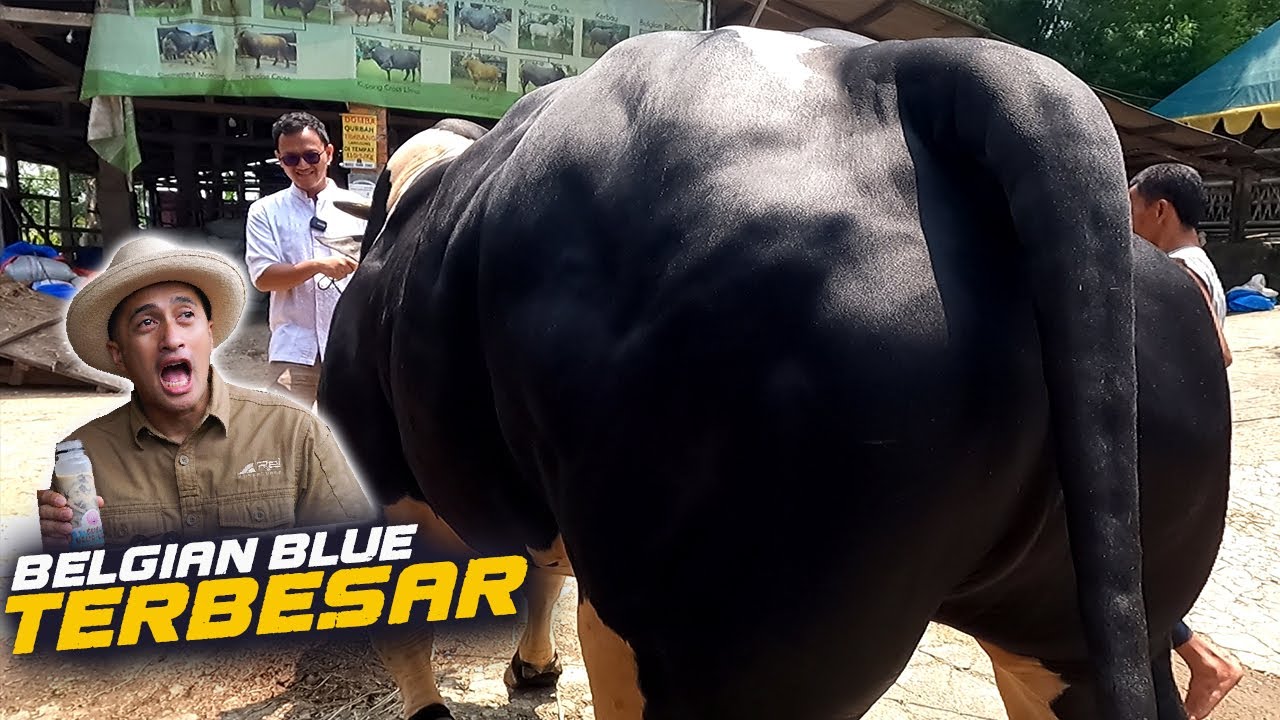Sapi Langka Belgian Blue Terbesar Di Indonesia Dilirik Irfan Hakim ...