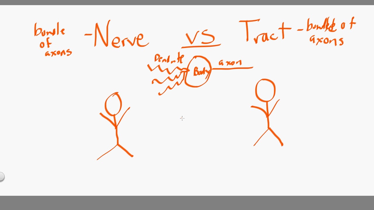 nerves vs tracts - YouTube