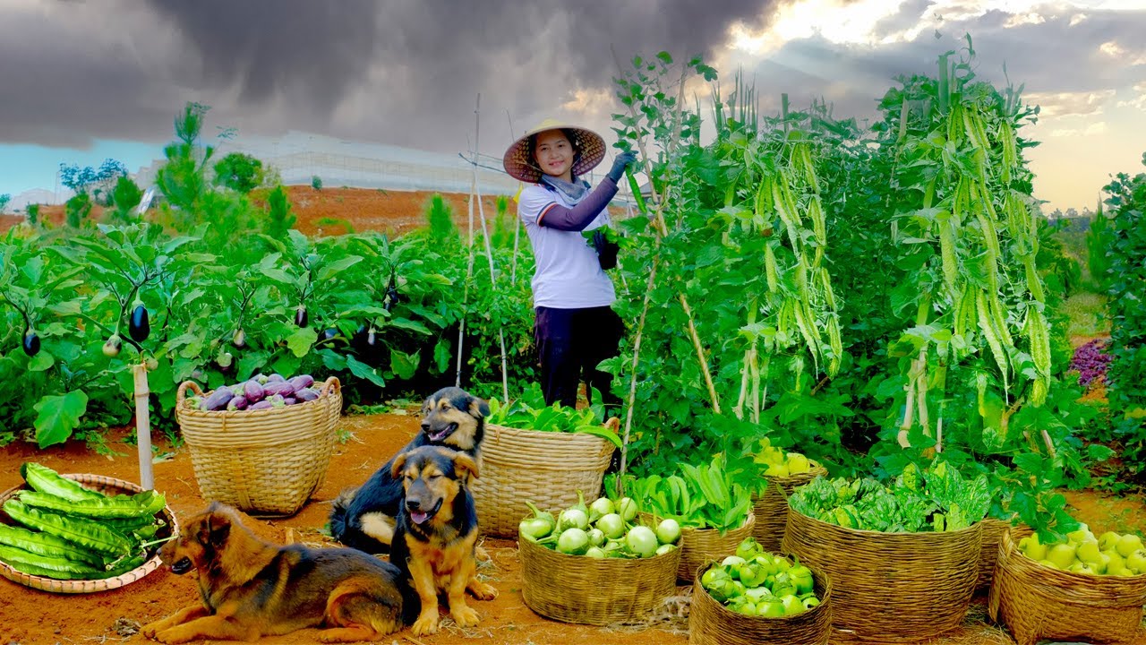 Harvest Homegrown Green Eggplants, Winged Beans, Golden Star Apples, To Sell At Market, Cook ...